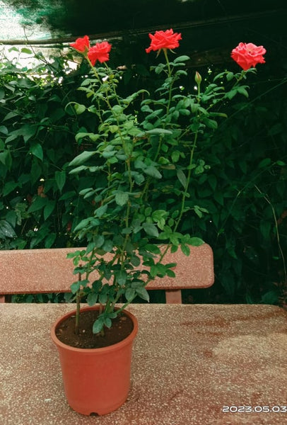 Red Rose Live Potted Plant – Trikaya Online Store