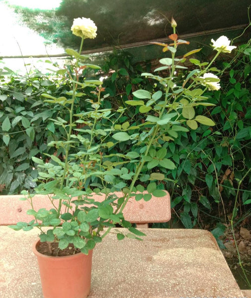 White Rose Live Potted Plant – Trikaya Online Store