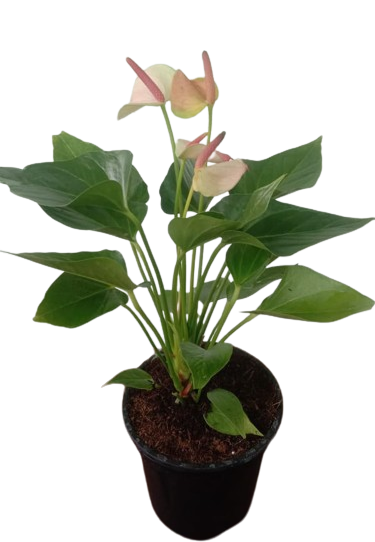 Anthurium Pink Live Plant – Trikaya Online Store