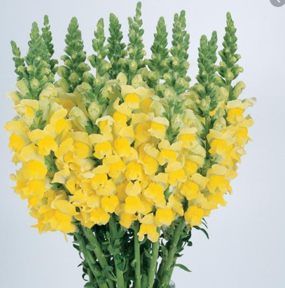 Snapdragon Yellow – Trikaya Online Store